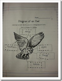 Growing Kinders: Owls